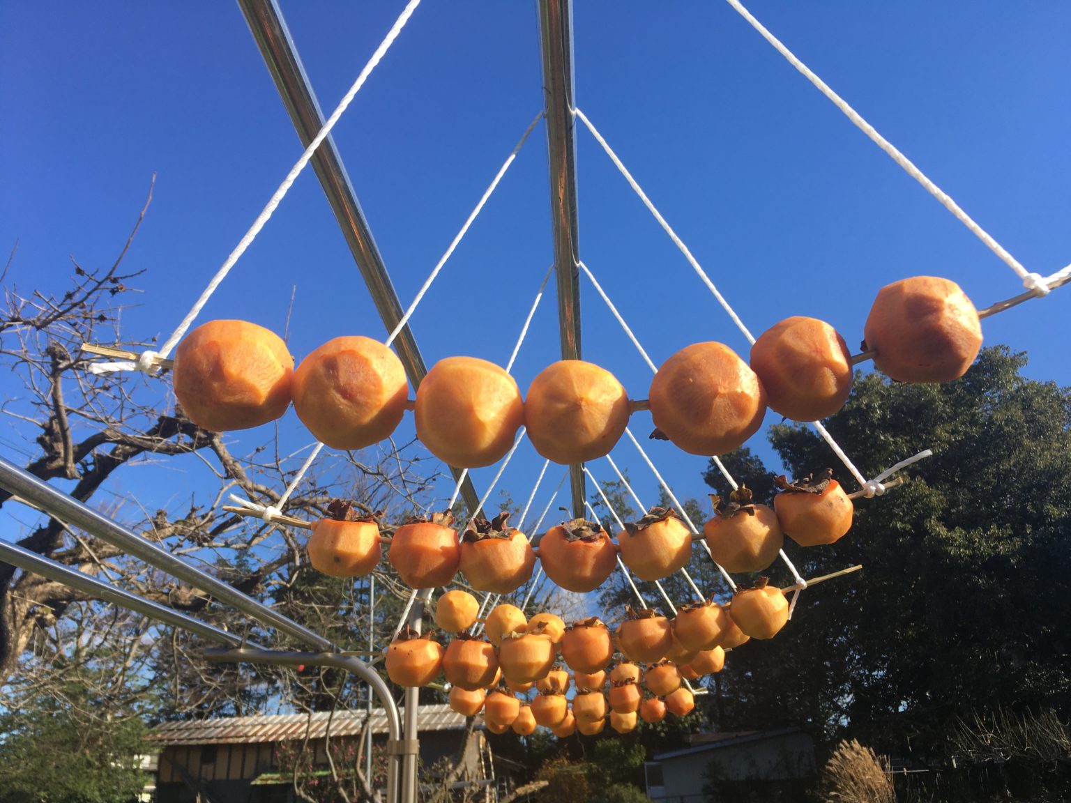 樹齢70年の柿の木の恵みはいろいろ。 | ダーチャ庄瀬