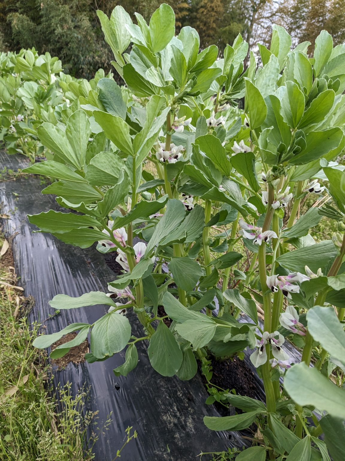 昔のお花畑は童謡のようにブンブン蜂が飛ぶとうるさいくらいでしたが、今は全くシーンと不気味なくらいです。 | ダーチャ庄瀬
