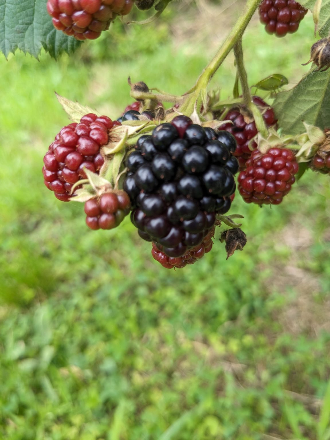 ジューン、グーズ、ブルー、ブラックのベリー類が旬です。 | ダーチャ庄瀬
