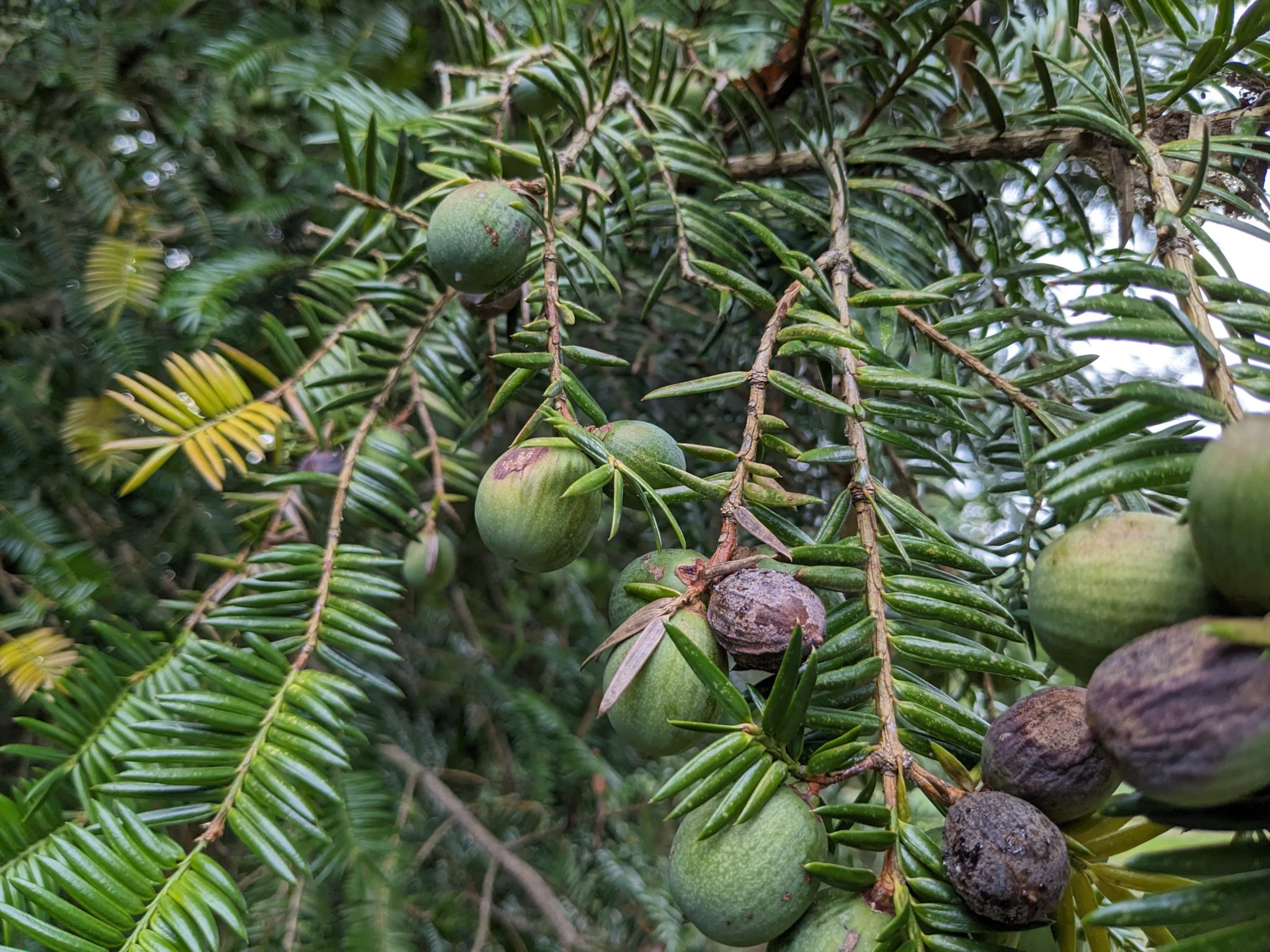 猛暑が秋まで続いていますが季節はキッチリと進み、屋敷内の木々は実りの秋を迎えつつあります。 | ダーチャ庄瀬