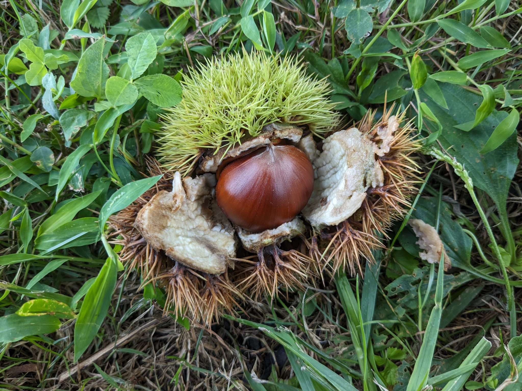 猛暑が秋まで続いていますが季節はキッチリと進み、屋敷内の木々は実りの秋を迎えつつあります。 | ダーチャ庄瀬