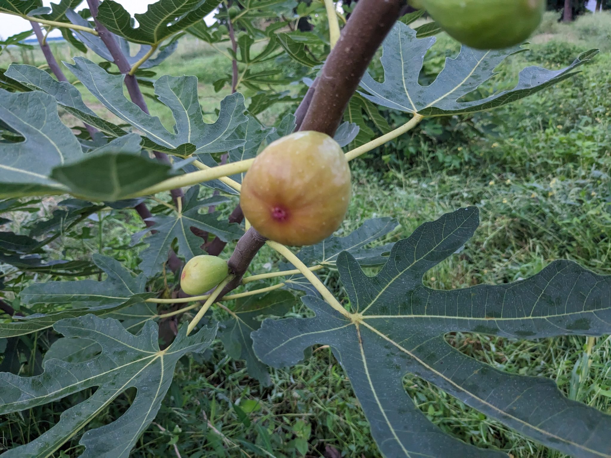 猛暑が秋まで続いていますが季節はキッチリと進み、屋敷内の木々は実りの秋を迎えつつあります。 | ダーチャ庄瀬