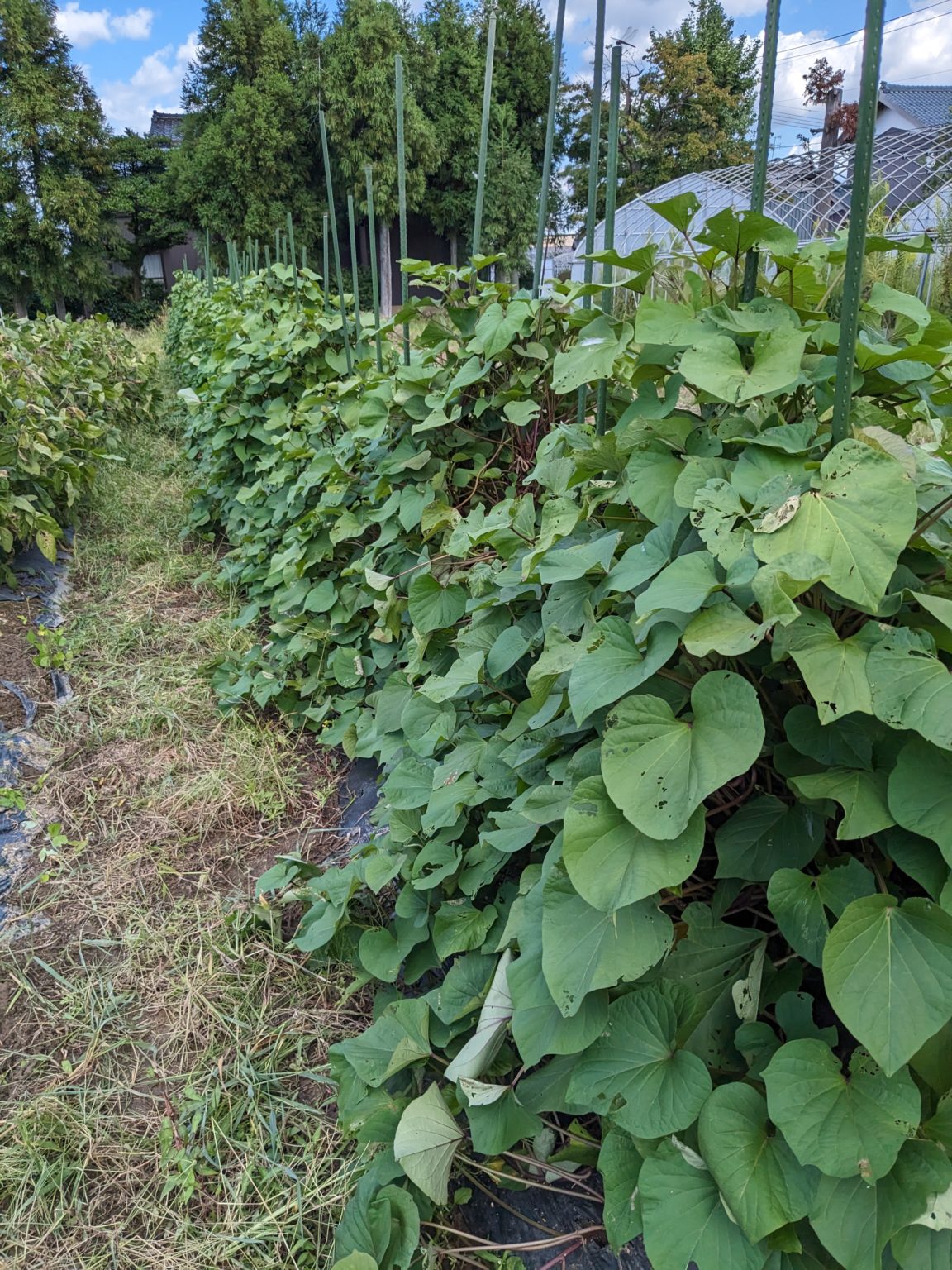 この1か月いきなり猛暑から晩秋へジャンプしたような気候です。秋の芋も収穫ですがイマイチの出来です。 | ダーチャ庄瀬