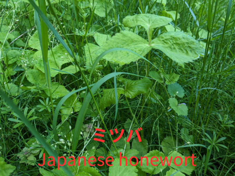 緑が綺麗なゴールデンウイークです。屋敷林の旬の山菜を紹介。 | ダーチャ庄瀬