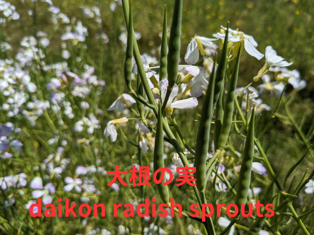 緑が綺麗なゴールデンウイークです。屋敷林の旬の山菜を紹介。 | ダーチャ庄瀬