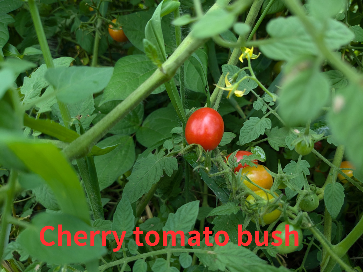 猛暑日が続く、8月末の農園の様子紹介です。 | ダーチャ庄瀬