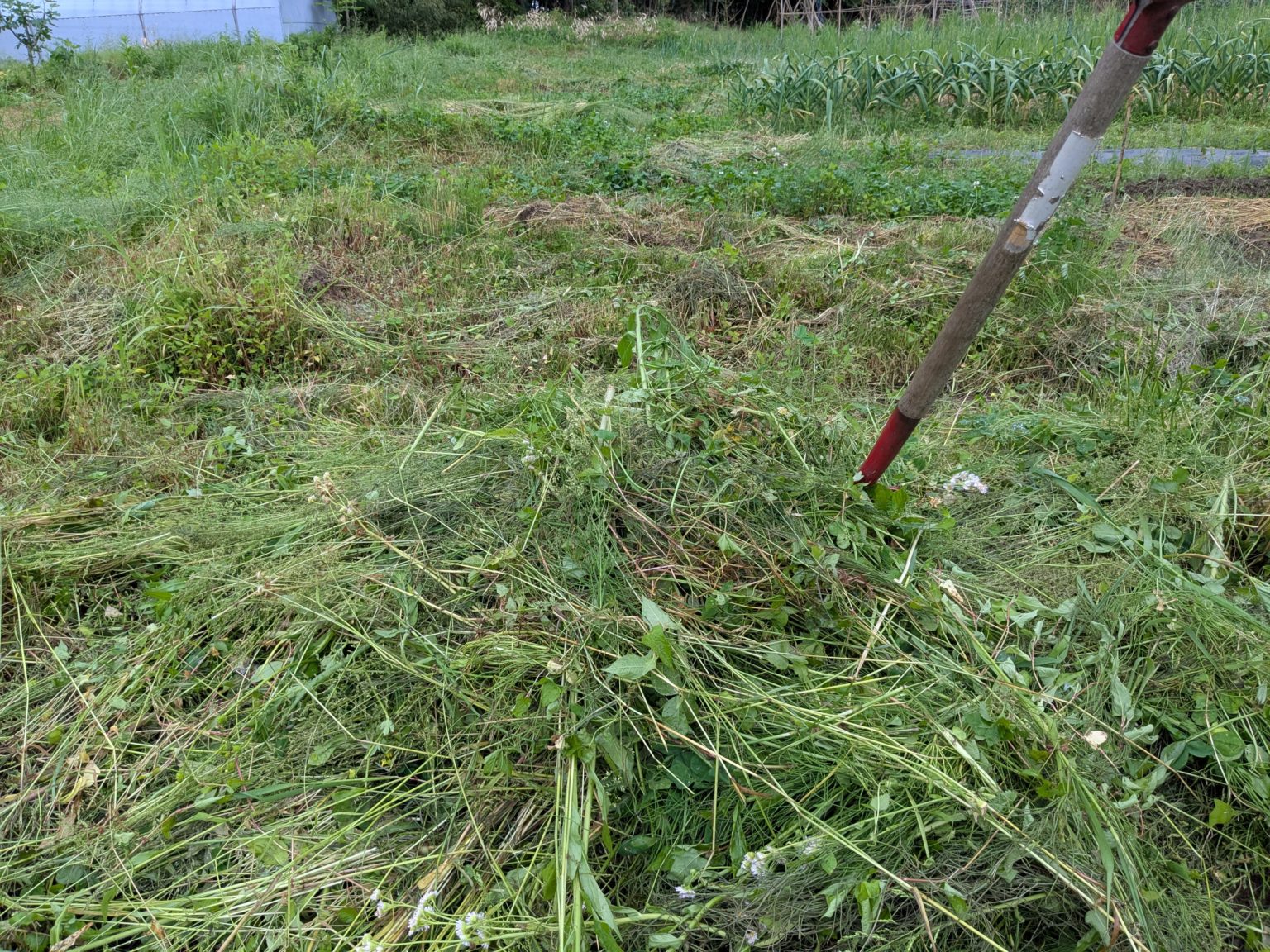 夏野菜の植え付け 今年の変化点 | ダーチャ庄瀬
