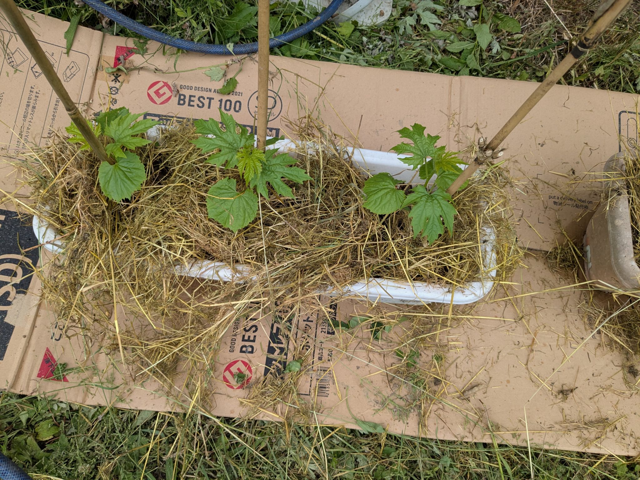 夏野菜の植え付け 今年の変化点 | ダーチャ庄瀬