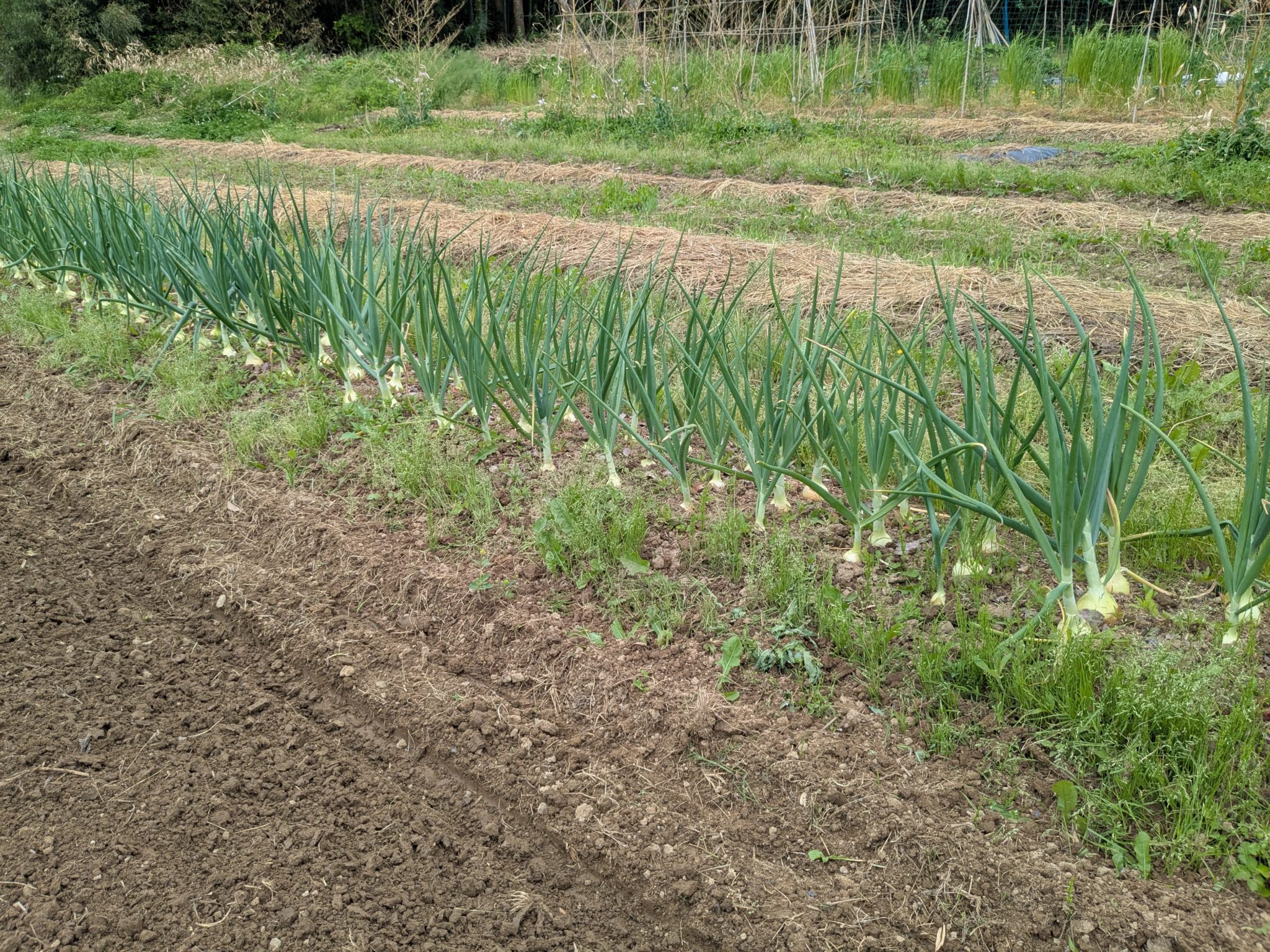 夏野菜の植え付け 今年の変化点 | ダーチャ庄瀬
