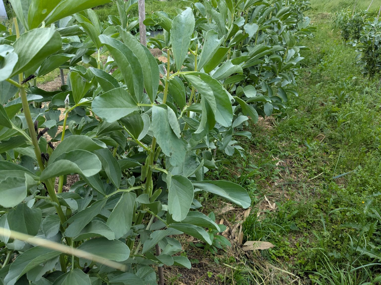 夏野菜の植え付け 今年の変化点 | ダーチャ庄瀬