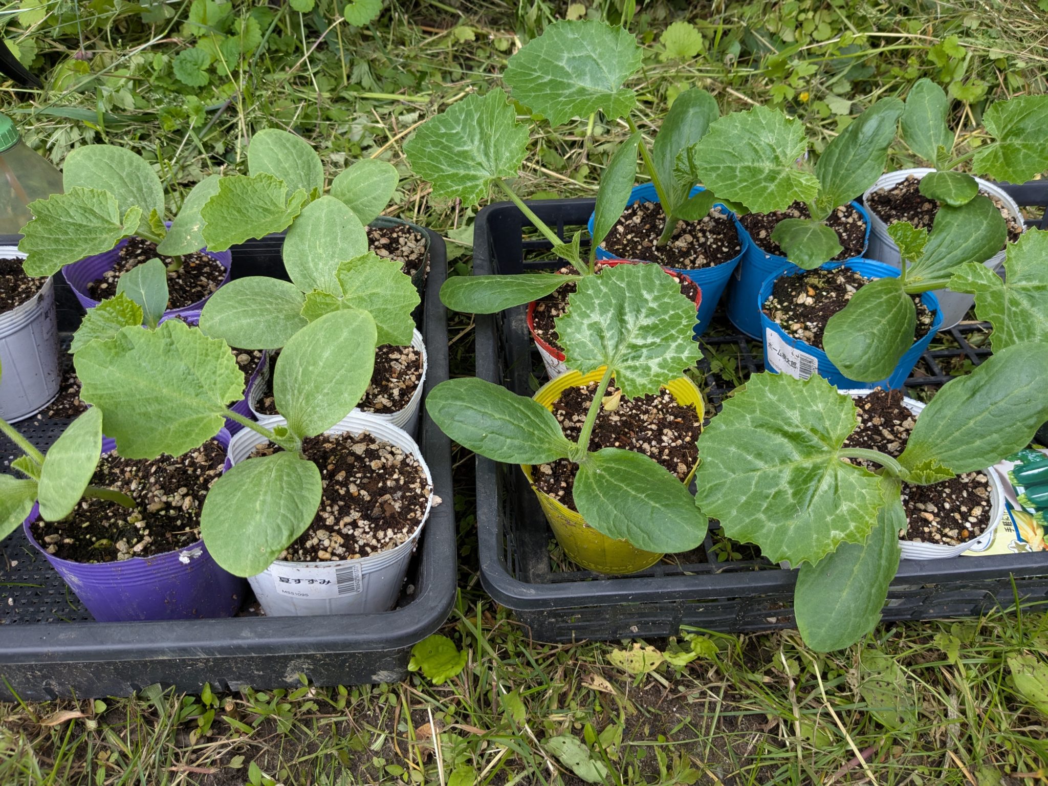 夏野菜の植え付け 今年の変化点 | ダーチャ庄瀬