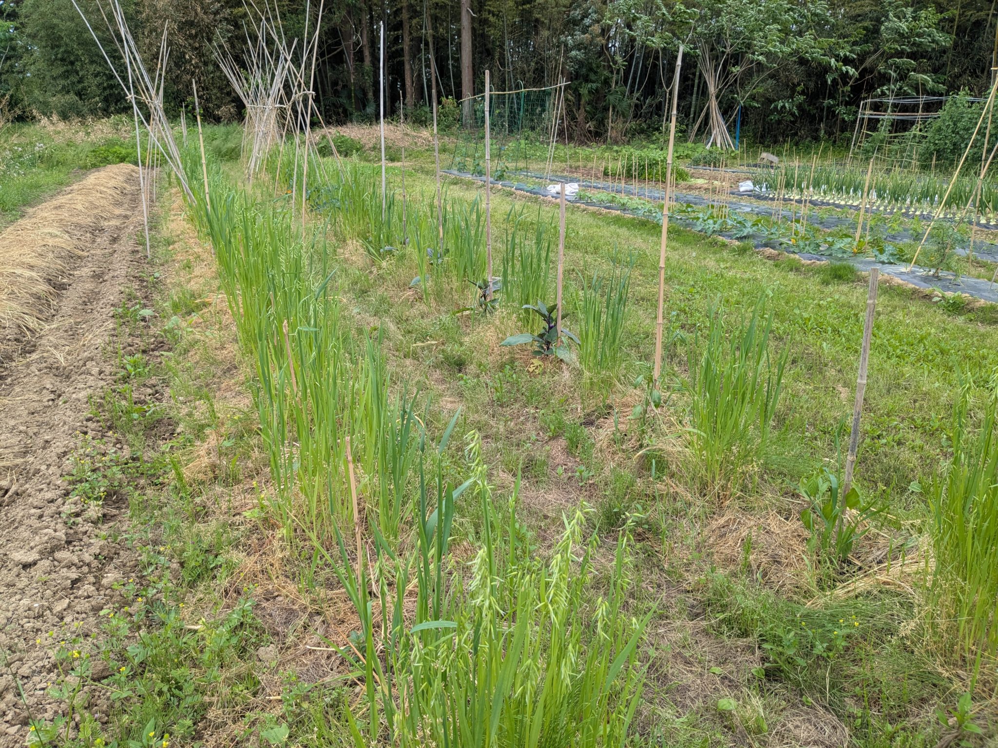 夏野菜の植え付け 今年の変化点 | ダーチャ庄瀬