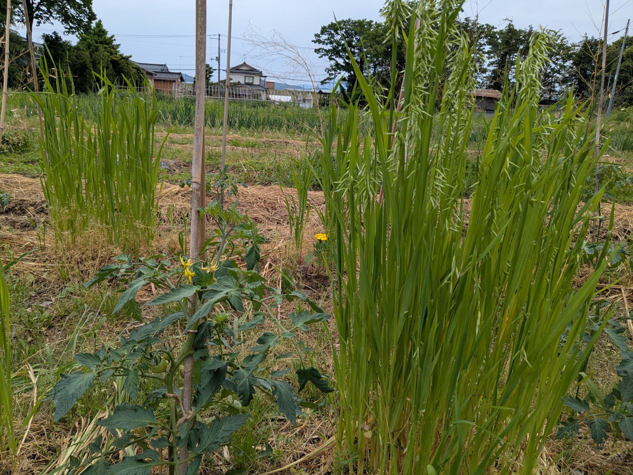 夏野菜の植え付け 今年の変化点 | ダーチャ庄瀬