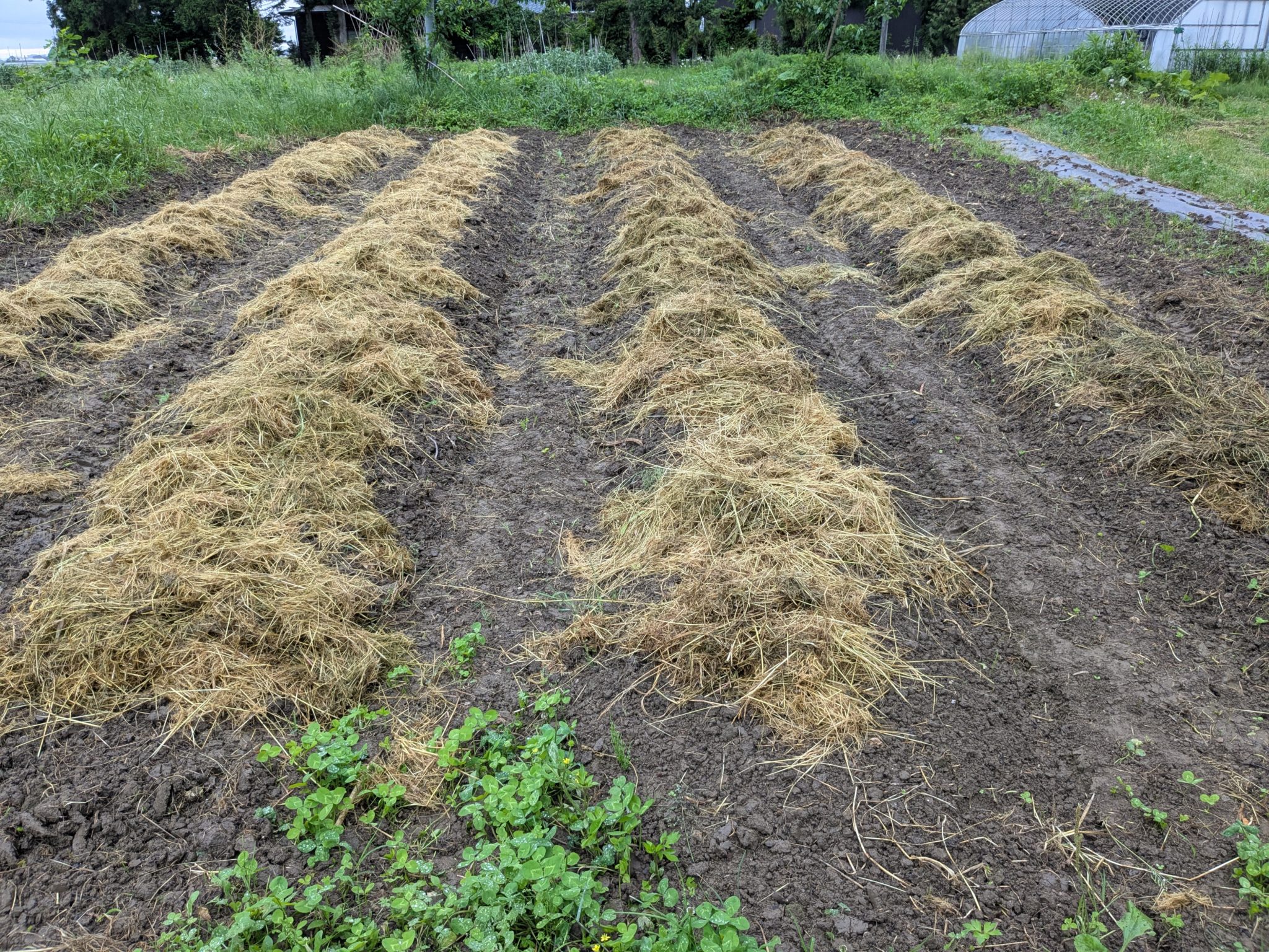 夏野菜の植え付け 今年の変化点 | ダーチャ庄瀬