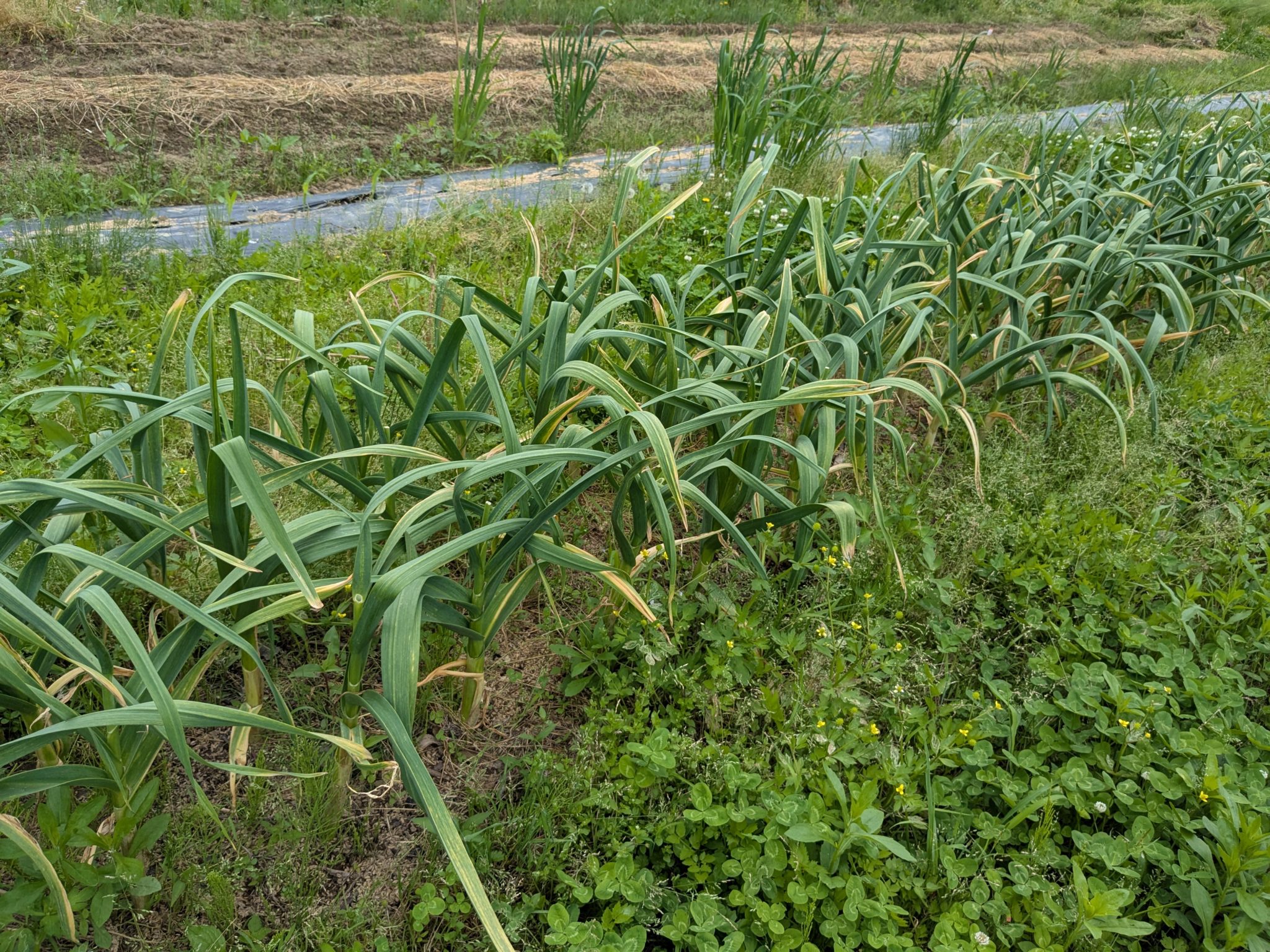 夏野菜の植え付け 今年の変化点 | ダーチャ庄瀬