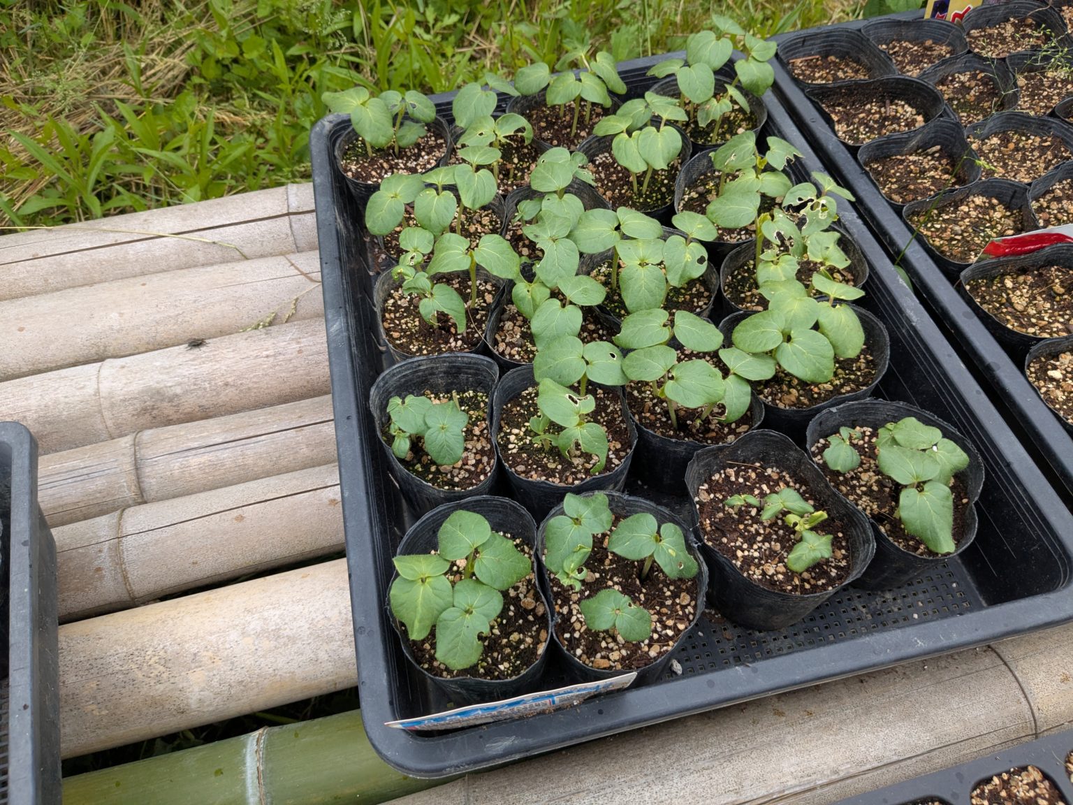 夏野菜の植え付け 今年の変化点 | ダーチャ庄瀬