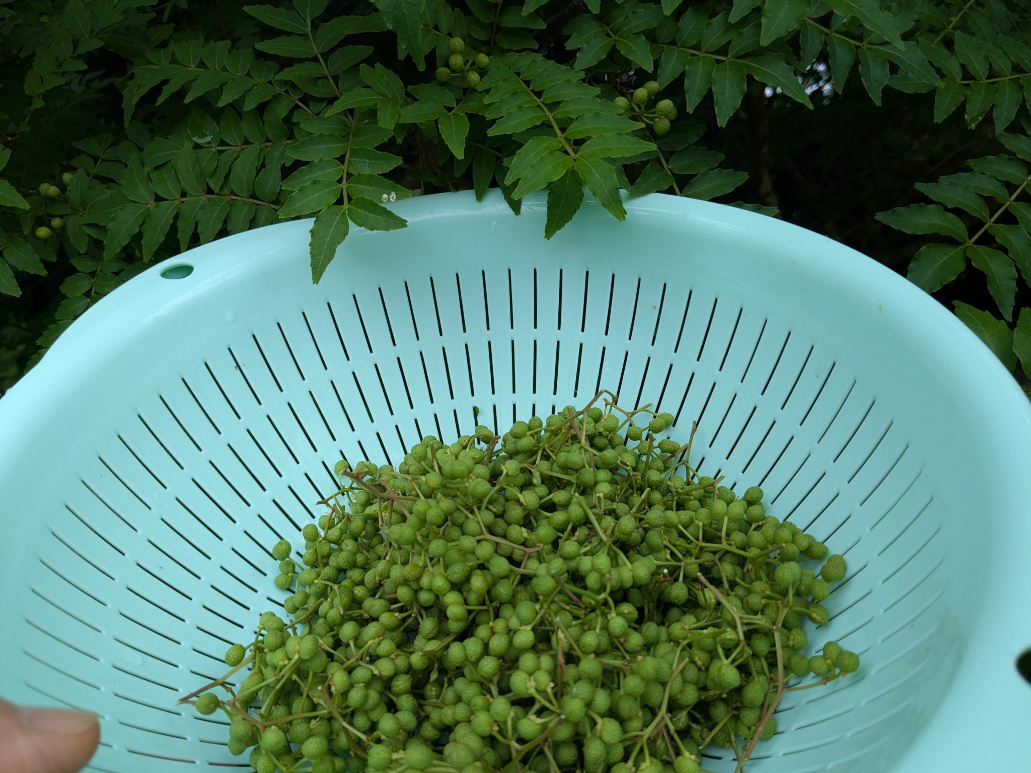 AIの進化と農ブログ | ダーチャ庄瀬