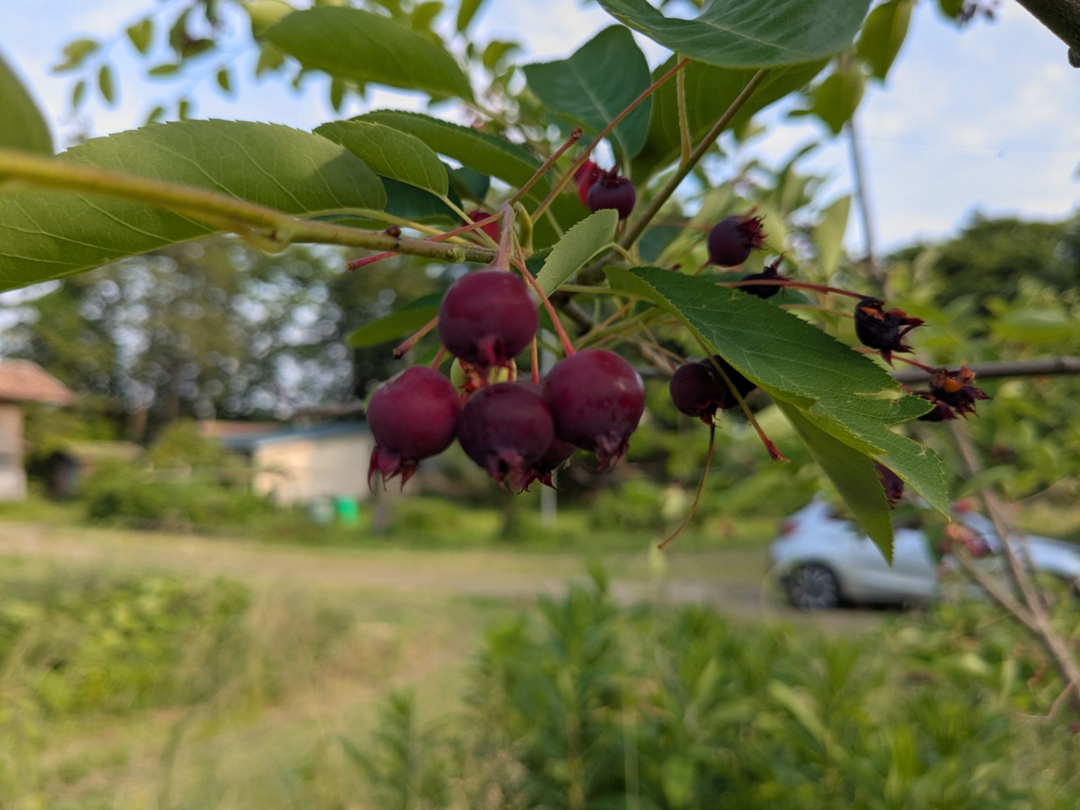 AIの進化と農ブログ | ダーチャ庄瀬