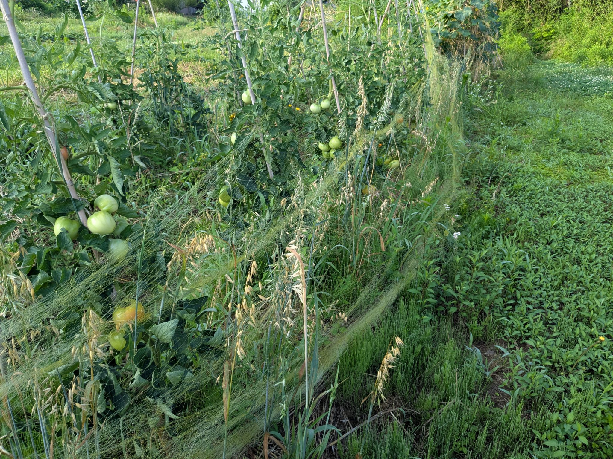 お百姓仕事と頸椎狭窄症。パソコン、スマホも同じく首は悪いらしい。 | ダーチャ庄瀬