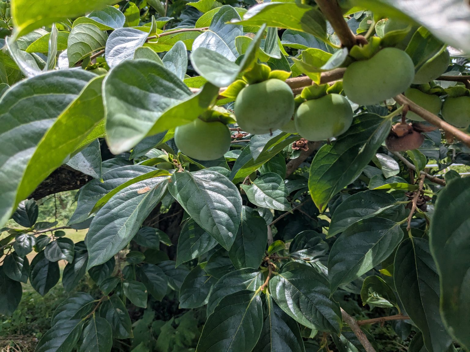 猛暑、干ばつ、越後平野、治水システム | ダーチャ庄瀬