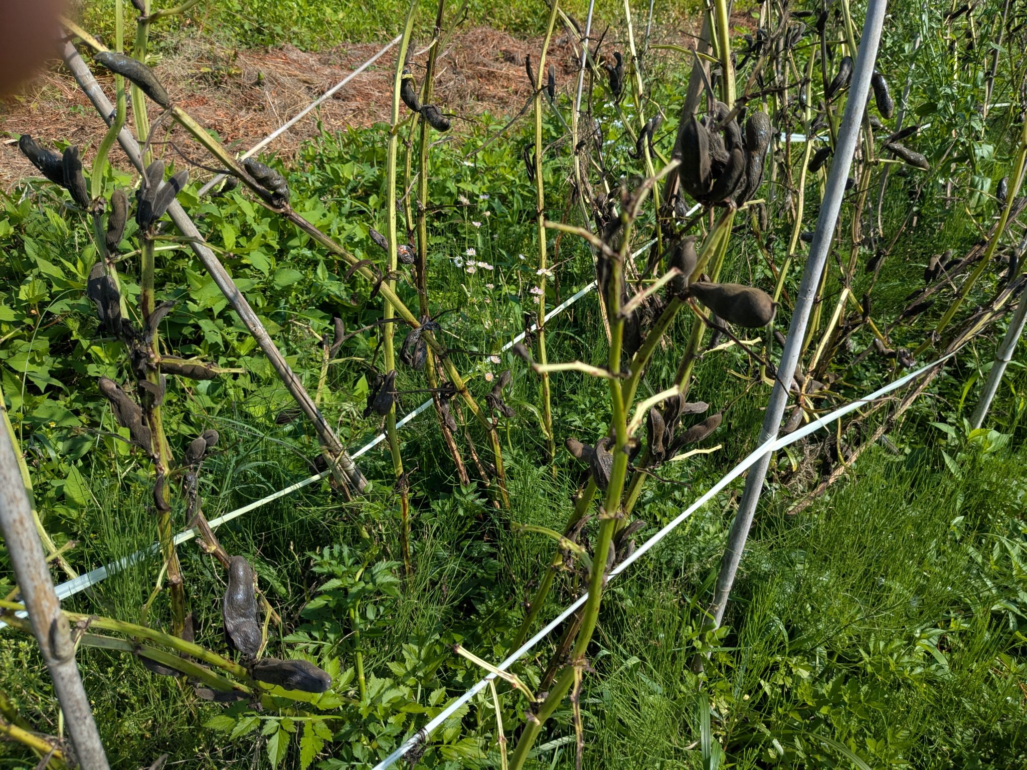 お百姓仕事と頸椎狭窄症。パソコン、スマホも同じく首は悪いらしい。 | ダーチャ庄瀬