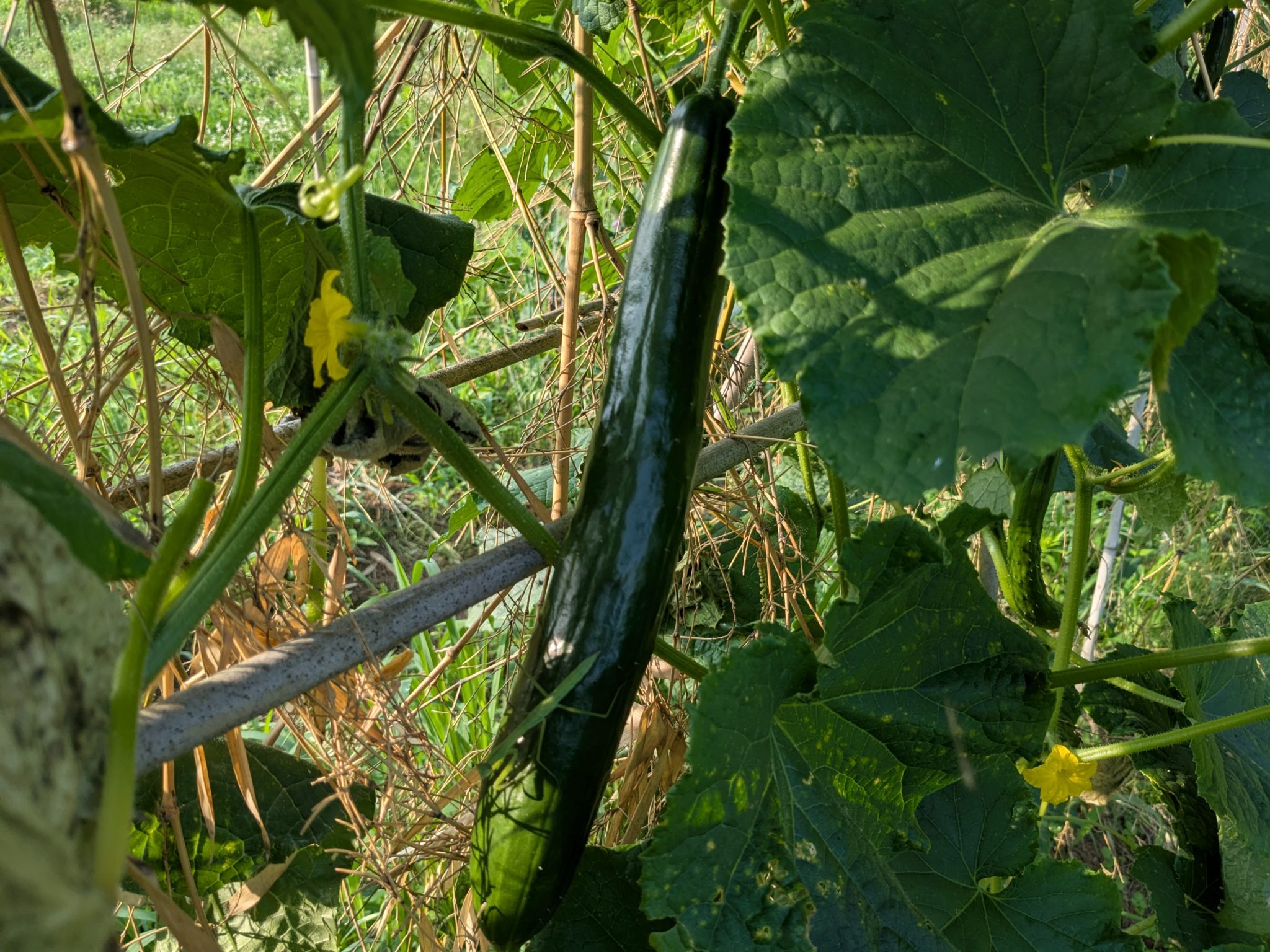 お百姓仕事と頸椎狭窄症。パソコン、スマホも同じく首は悪いらしい。 | ダーチャ庄瀬