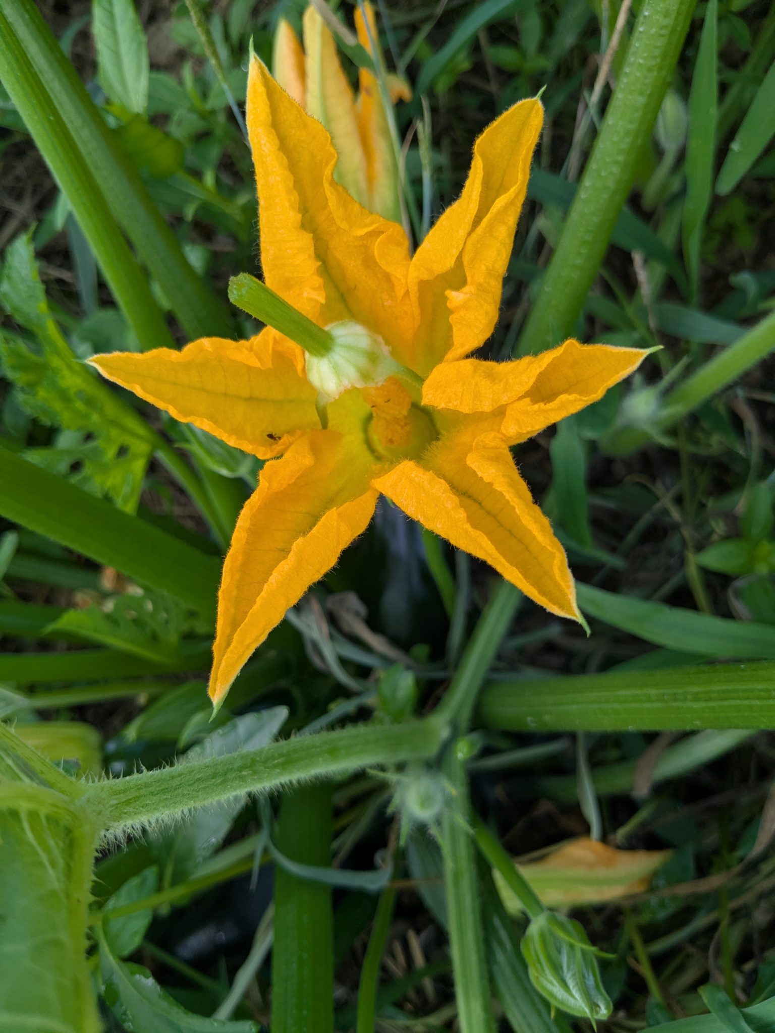 お百姓仕事と頸椎狭窄症。パソコン、スマホも同じく首は悪いらしい。 | ダーチャ庄瀬