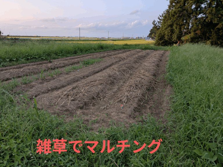 お百姓仕事は前かがみの連続で身体のストレッチが必須。冬野菜の準備中。 | ダーチャ庄瀬